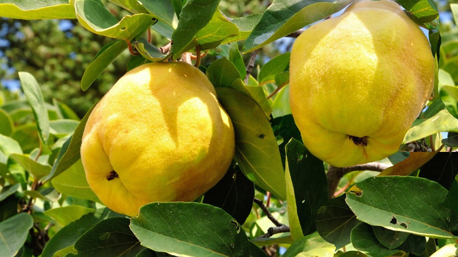 On quince trees and their culture – The Urban Orchardist