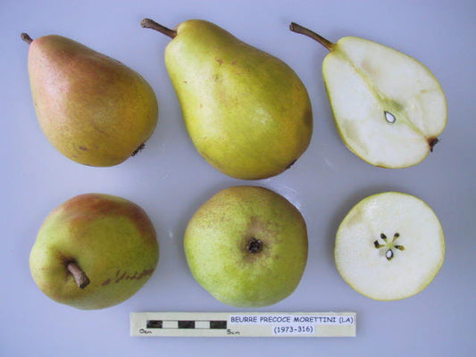 Pear trees – The Urban Orchardist
