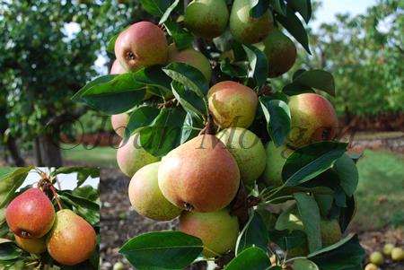 Blakeney Red perry pear – The Urban Orchardist