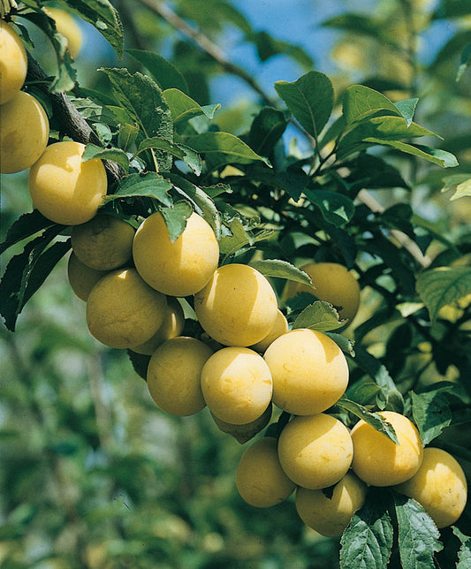 Plum trees – The Urban Orchardist