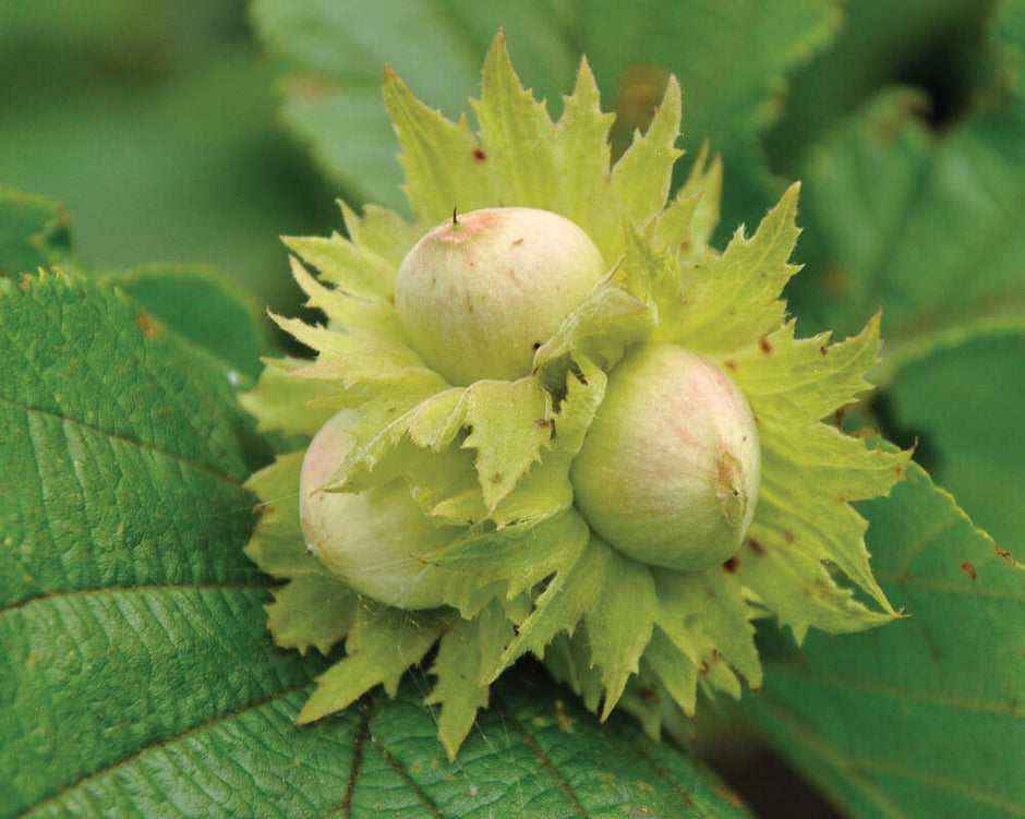 Nut trees – The Urban Orchardist