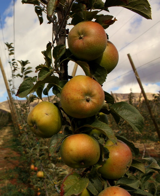 Apple trees – The Urban Orchardist