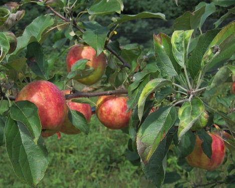 Apple trees – The Urban Orchardist