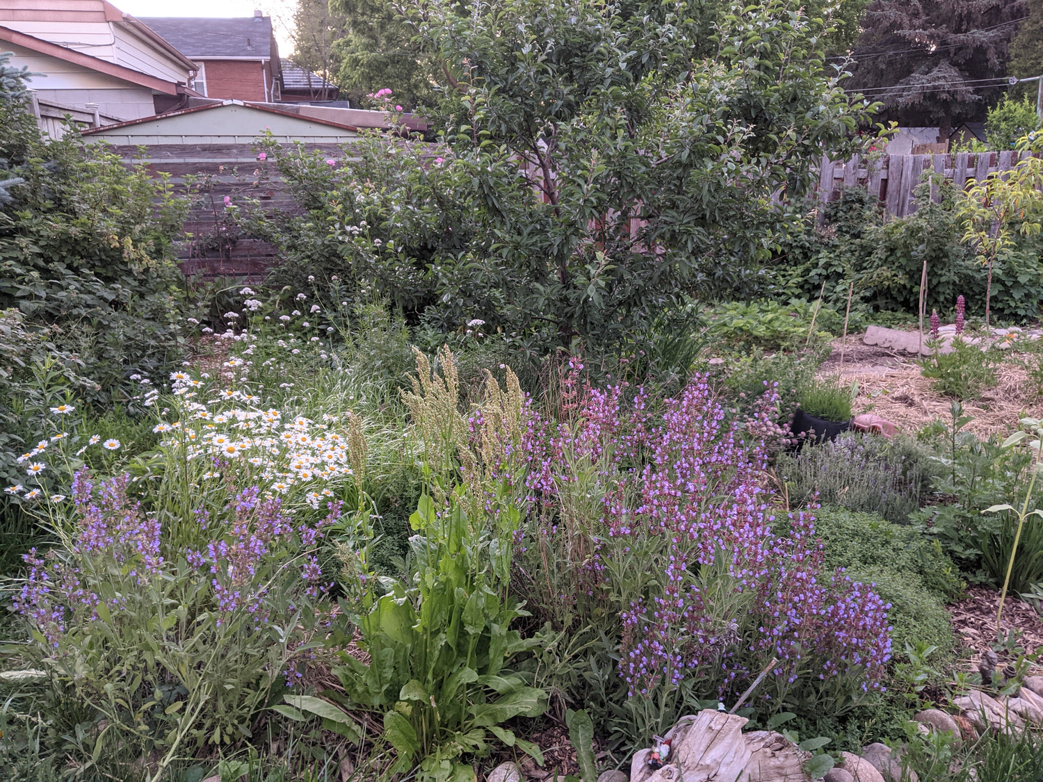 Fruit Tree Skills Workshop Series – The Urban Orchardist