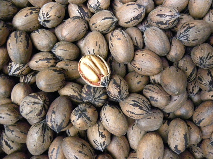 Nut trees – The Urban Orchardist