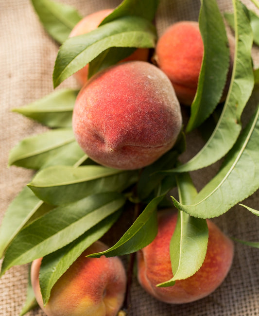 Peach trees – The Urban Orchardist