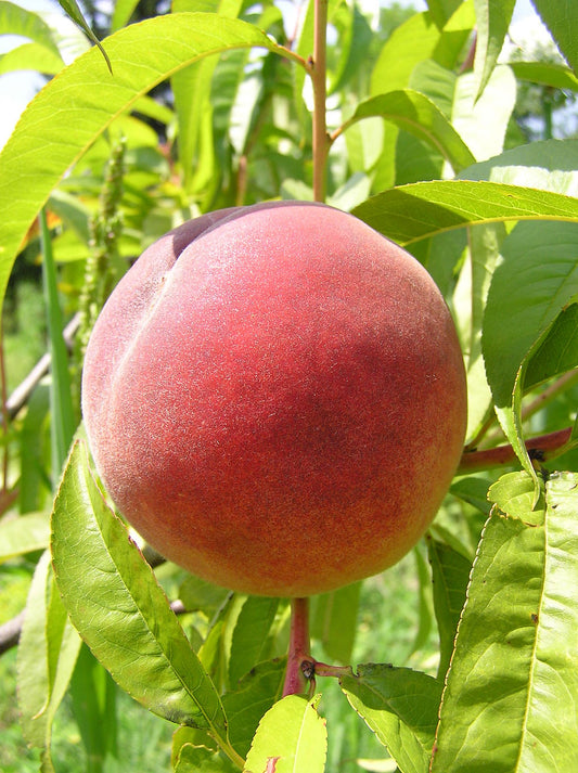 Peach trees – The Urban Orchardist