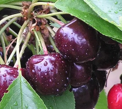 Cherry trees – The Urban Orchardist