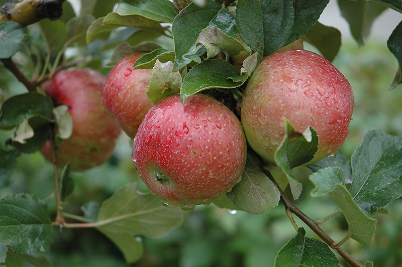 Sweet Sixteen Apple – The Urban Orchardist