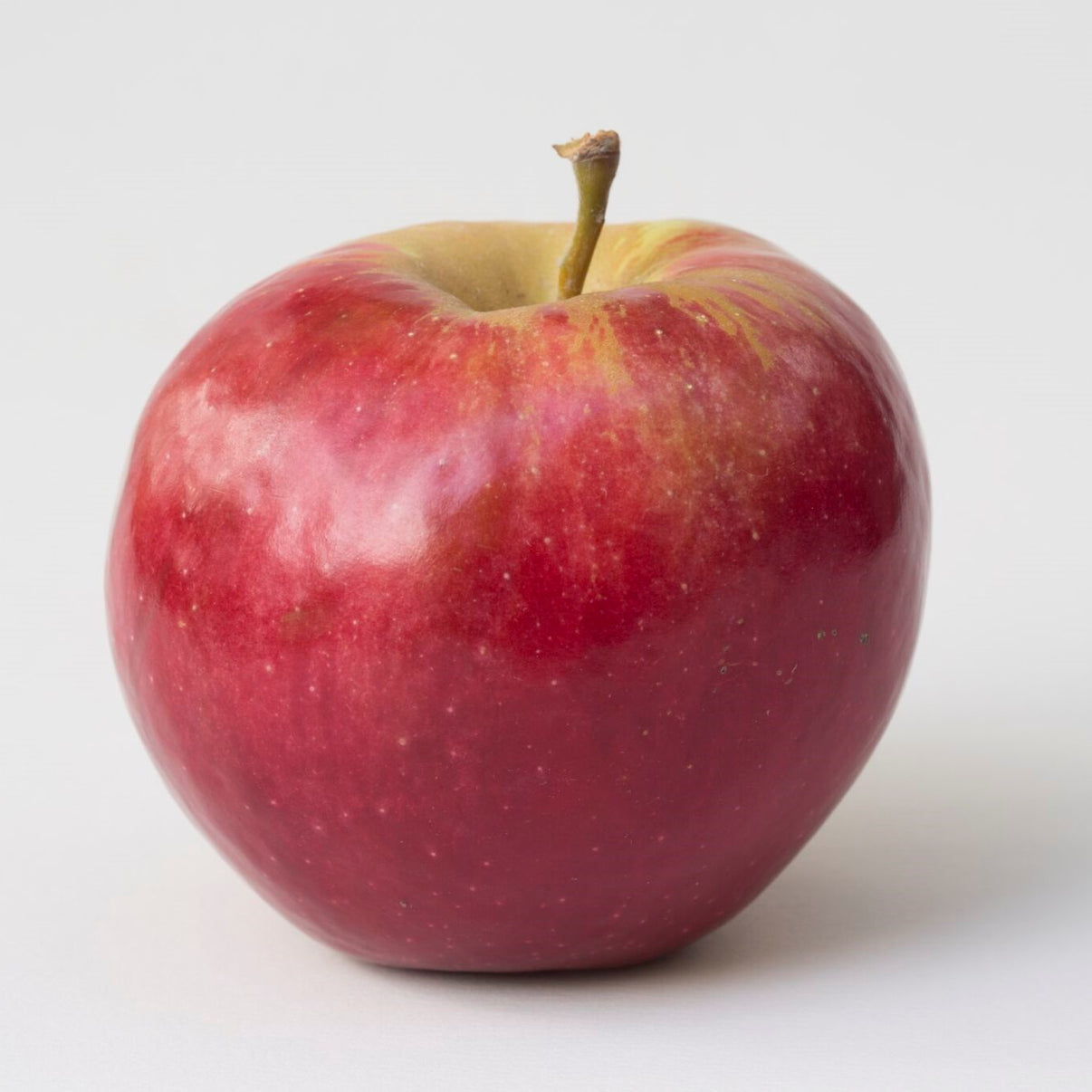 Sweet Sixteen Apple – The Urban Orchardist