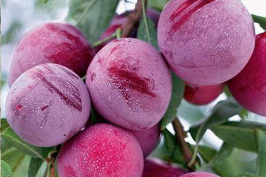 Plum trees – The Urban Orchardist