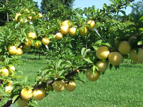 Shiro plum – The Urban Orchardist